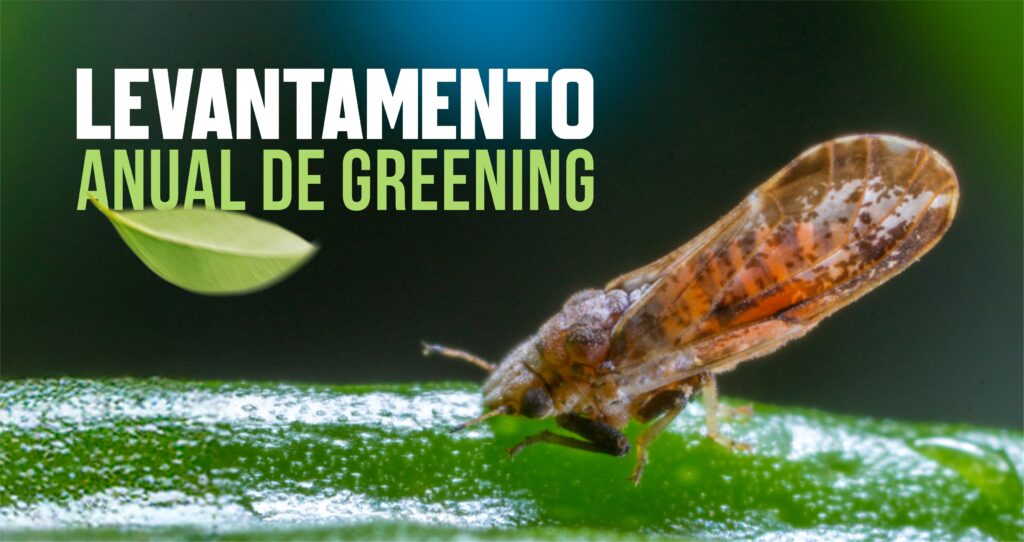 Greening atinge 47,6% das laranjeiras, mas ritmo de crescimento ...